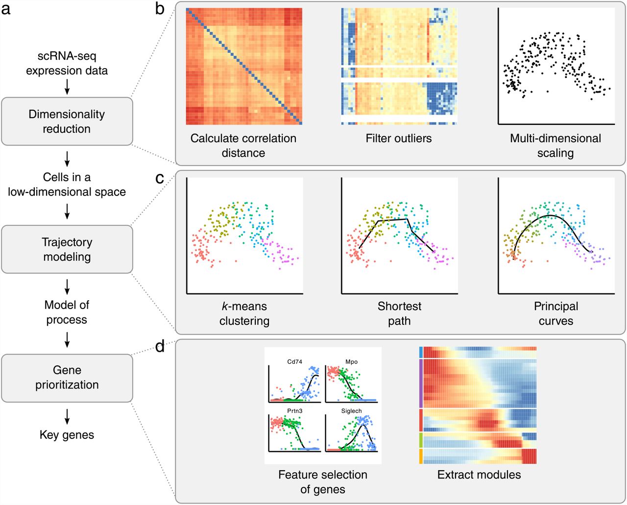 Scorpius Improves Trajectory Inference And Identifies Novel Modules In Dendritic Cell
