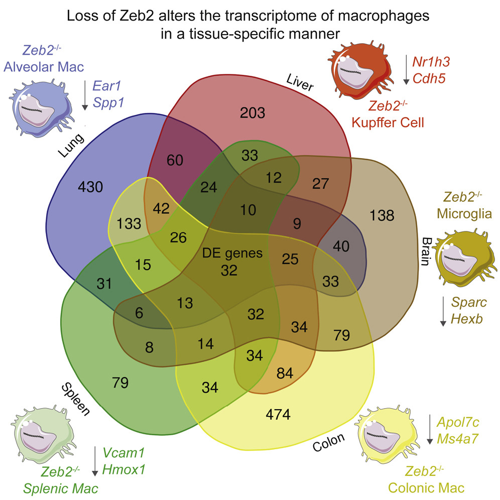 The Transcription Factor ZEB2 Is Required to Maintain the Tissue ...